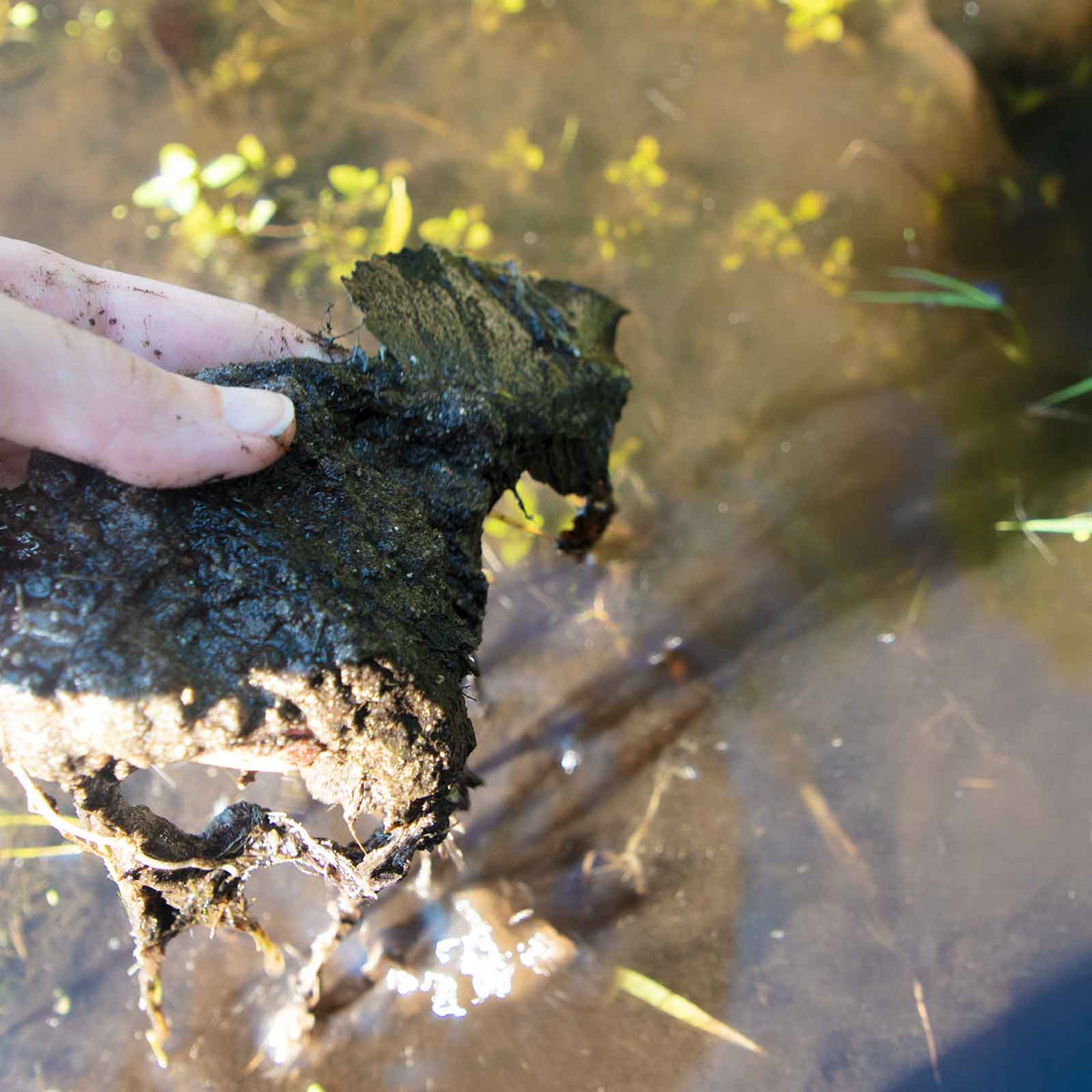 Muck Control – Pond and Garden Depot